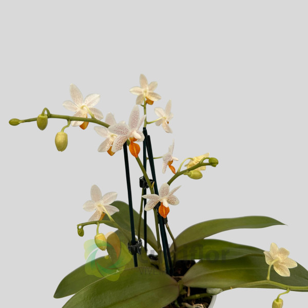 Phalaenopsis - Mini Mark